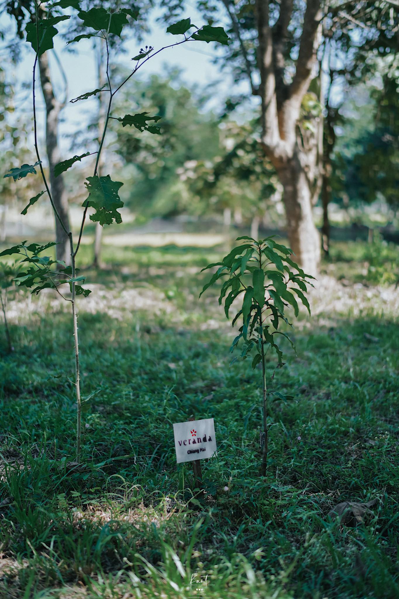 Green Elite Experience | KANT