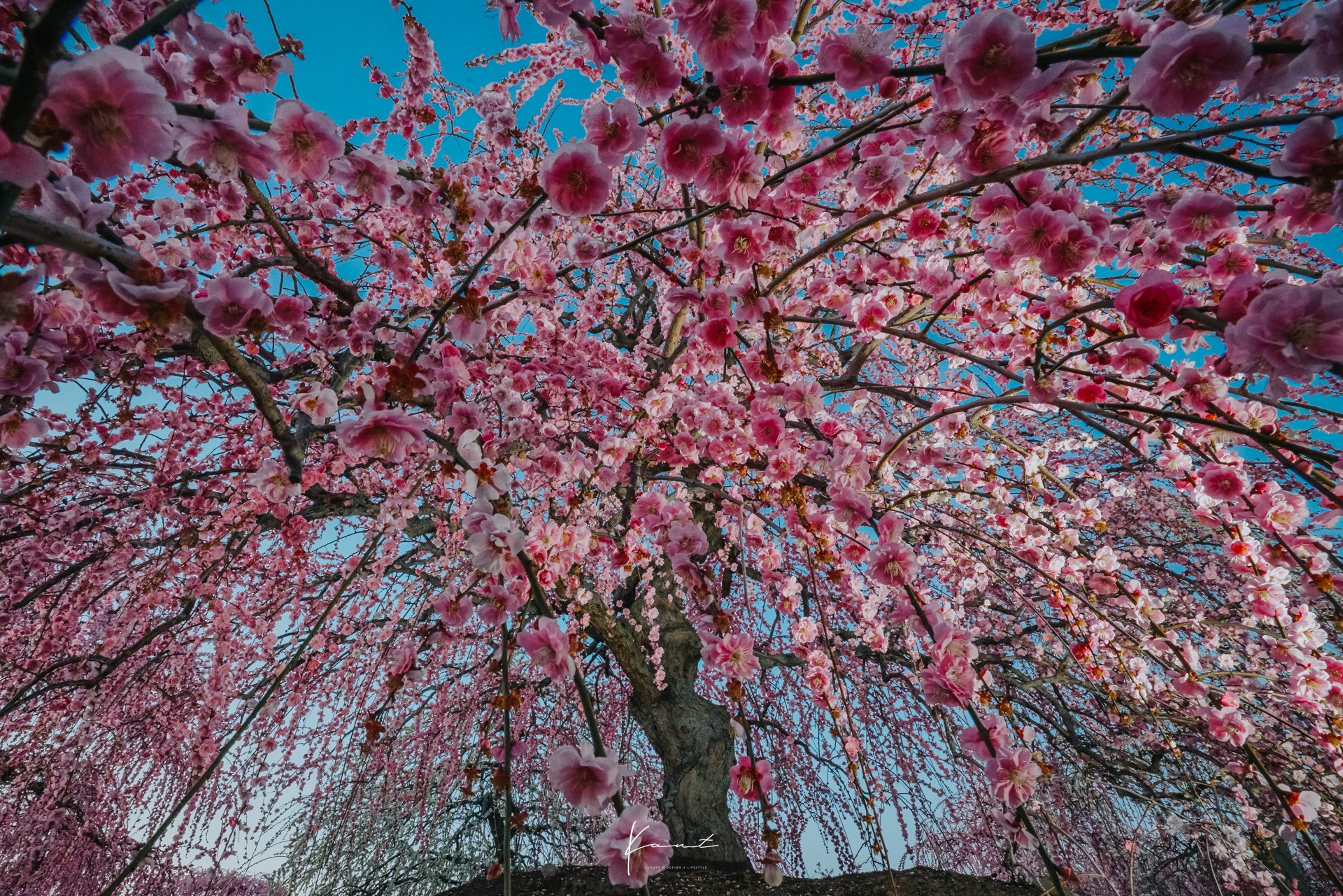UME FESTIVAL, MEI, JAPAN | KANT