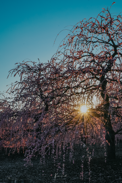 UME FESTIVAL, MEI, JAPAN | KANT