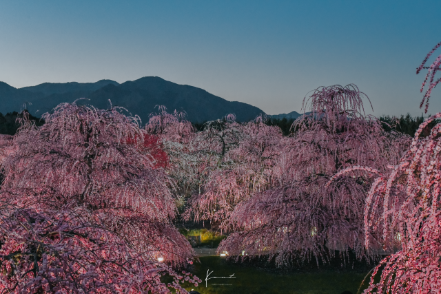 UME FESTIVAL, MEI, JAPAN | KANT
