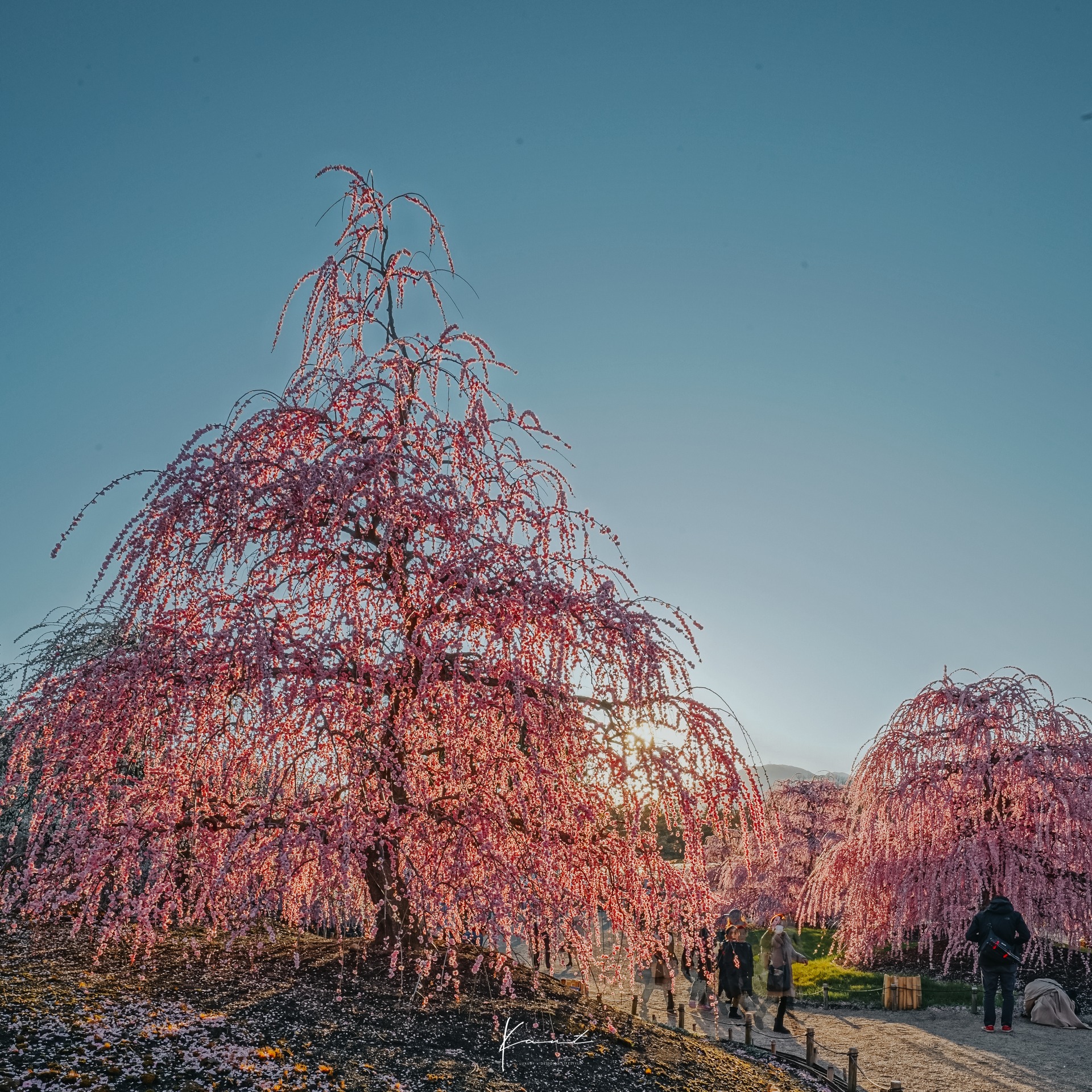 UME FESTIVAL, MEI, JAPAN | KANT