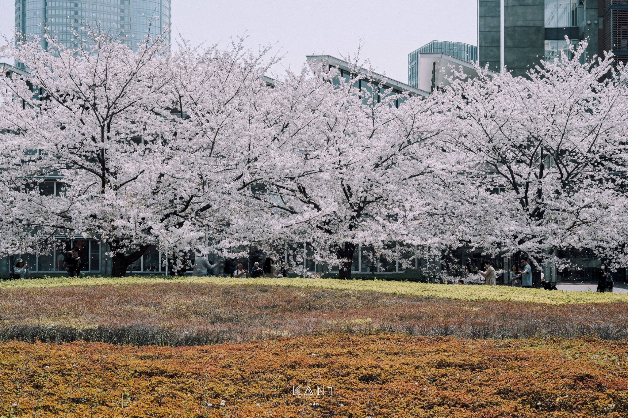 Color of Tokyo | KANT